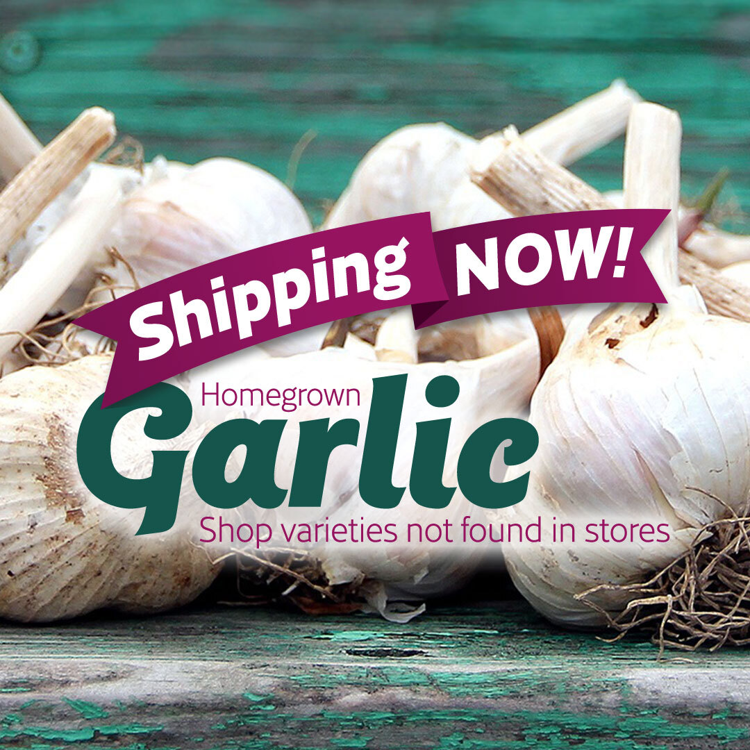 The Ultimate Guide on How To Grow Garlic: A Homesteader’s Planting Guide