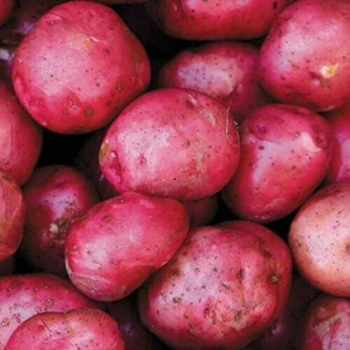 The Best Potato Varieties For Your Homestead Garden