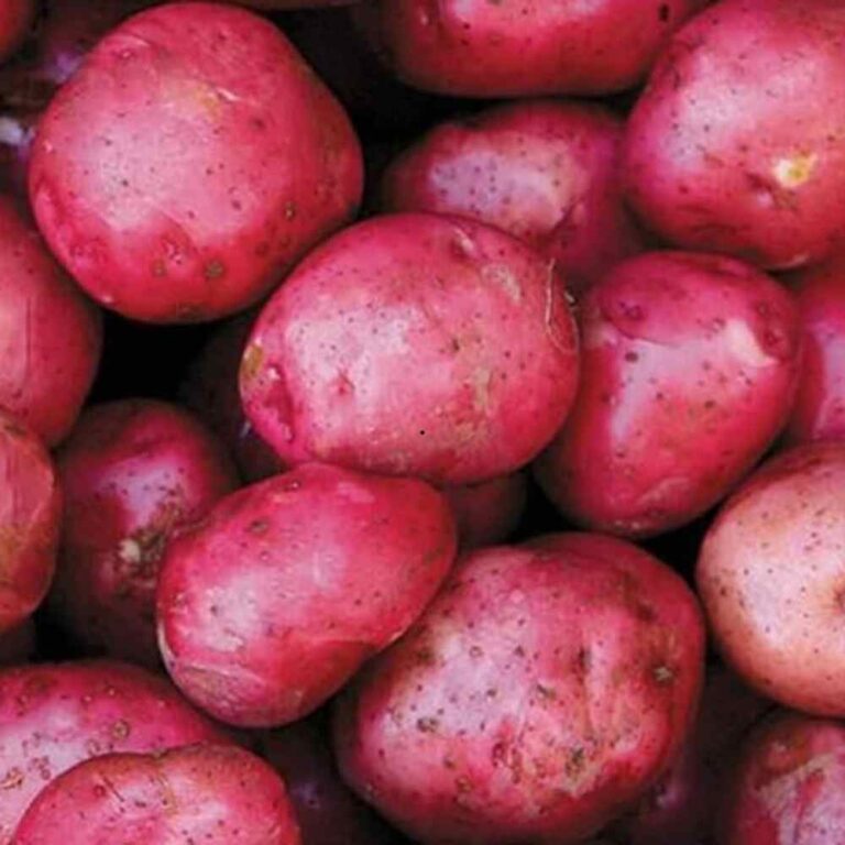 The Best Potato Varieties For Your Homestead Garden