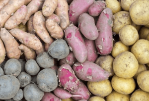 The Best Potato Varieties For Your Homestead Garden