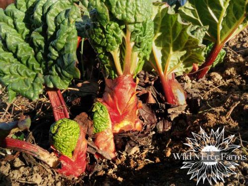 A Complete Guide To Growing Rhubarb