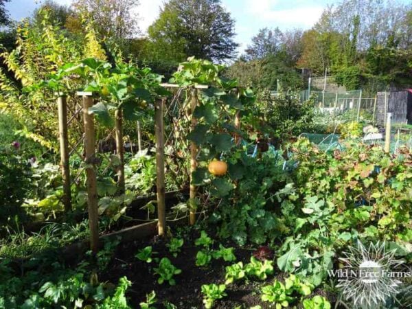 The Ultimate Guide To Growing Pumpkins Vertically: Maximizing Space and ...