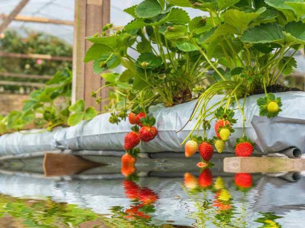 Grow Strawberries in Containers: A Comprehensive Guide for Limited ...
