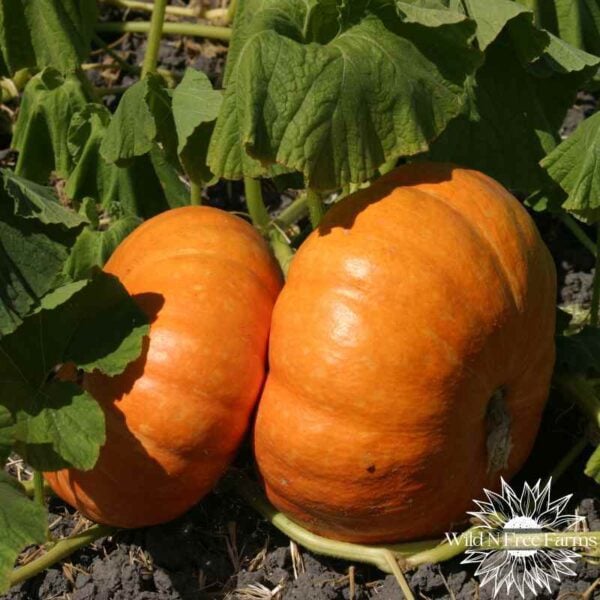 How To Prevent Or Fix Common Pumpkin Growing Problems