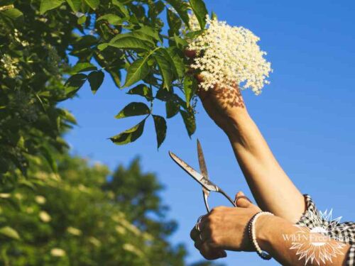 Harvest Elderberries and Elderflowers: A Guide to Responsible Gathering ...