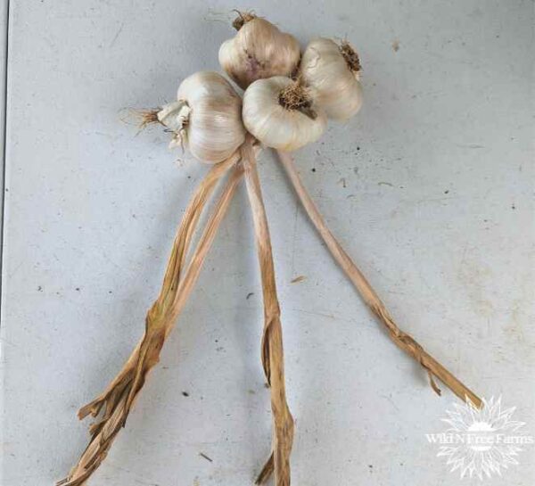 How to Braid Softneck Garlic for Long-Term Storage