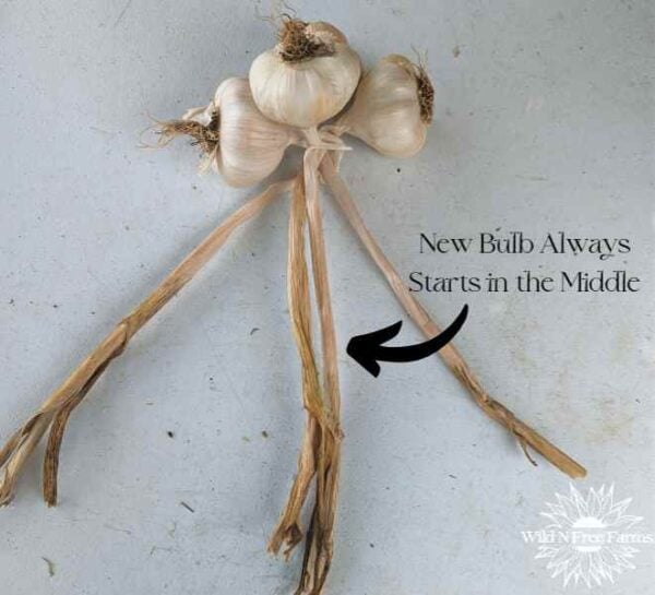 How to Braid Softneck Garlic for Long-Term Storage