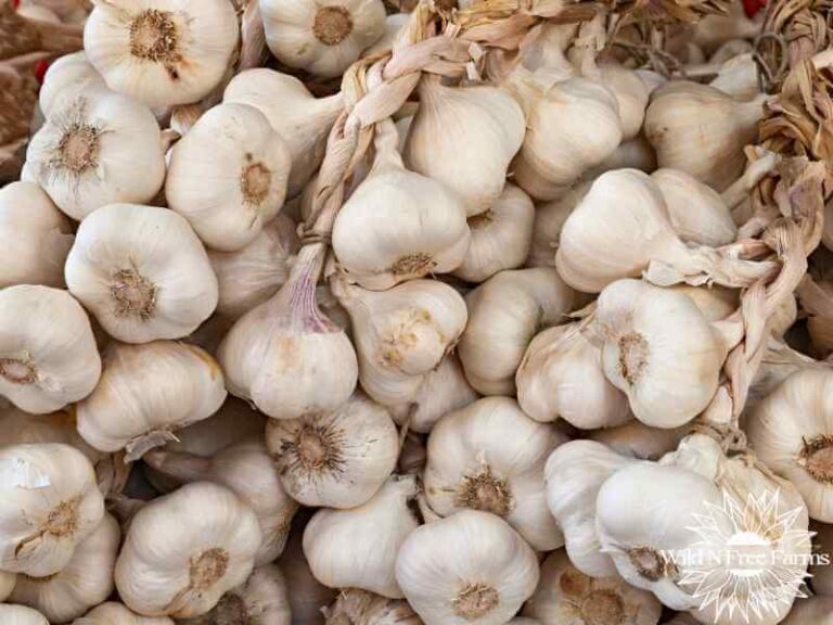 How to Braid Softneck Garlic for Long-Term Storage