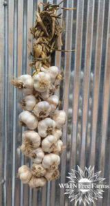 How to Braid Softneck Garlic for Long-Term Storage