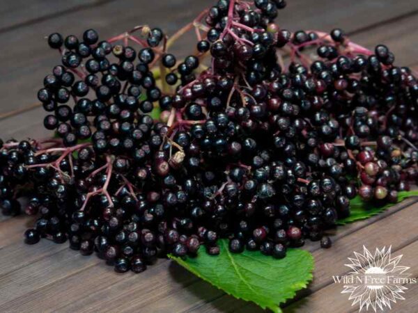 Harvest Elderberries and Elderflowers: A Guide to Responsible Gathering ...
