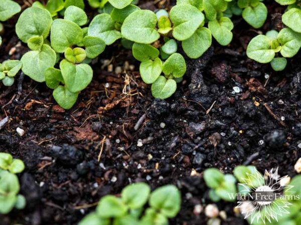 A Comprehensive Guide On How To Grow Oregano From Seed