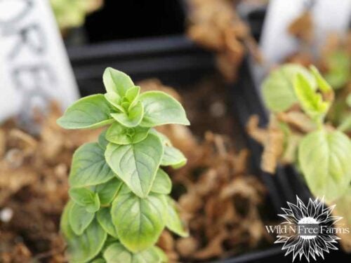 A Comprehensive Guide On How To Grow Oregano From Seed