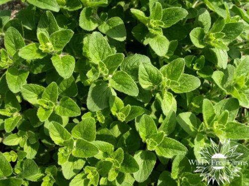 A Comprehensive Guide On How To Grow Oregano From Seed