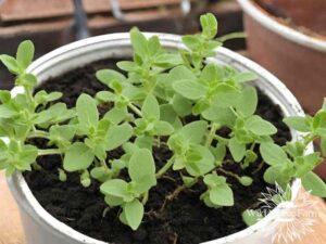 How To Propagate Oregano Through Cuttings