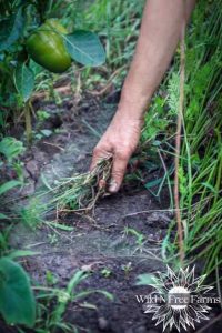 Creative Ways to Utilize Weeds From The Garden