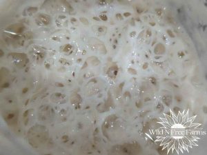 Understanding the Difference Between Sourdough Discard vs Starter