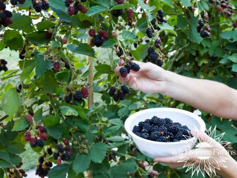 How To Grow Blackberries