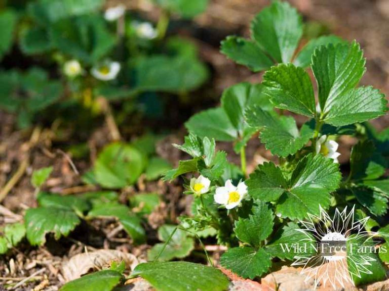 6 Reasons Why Your Strawberry Plant Is Not Flowering