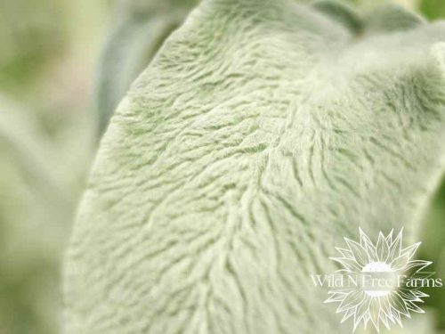 Lamb’s Ear Plant Medicinal Uses