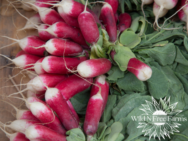 23 Vegetables That Can Be Grown In The Winter