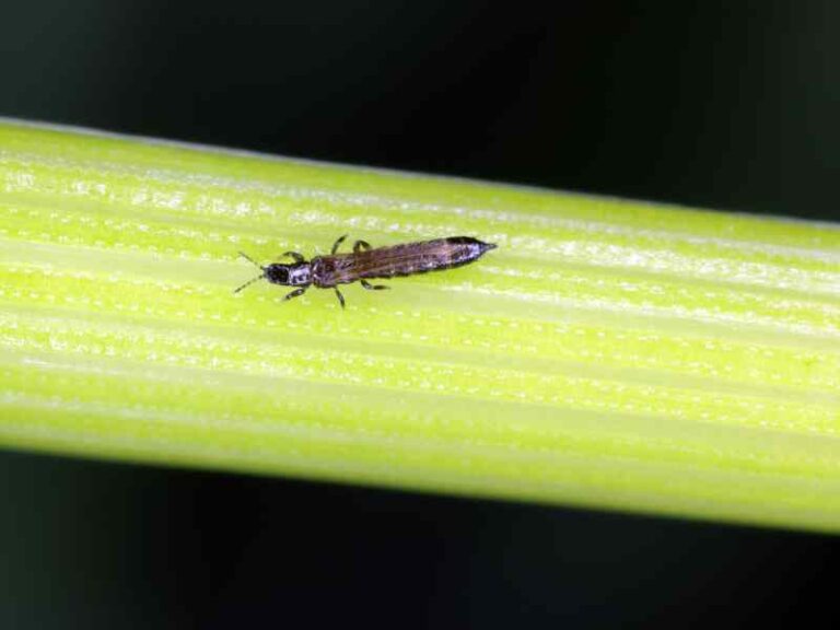 Cucumber Pests: How To Identify, Control, and Prevent