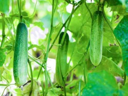Cucumber Pests: How To Identify, Control, and Prevent
