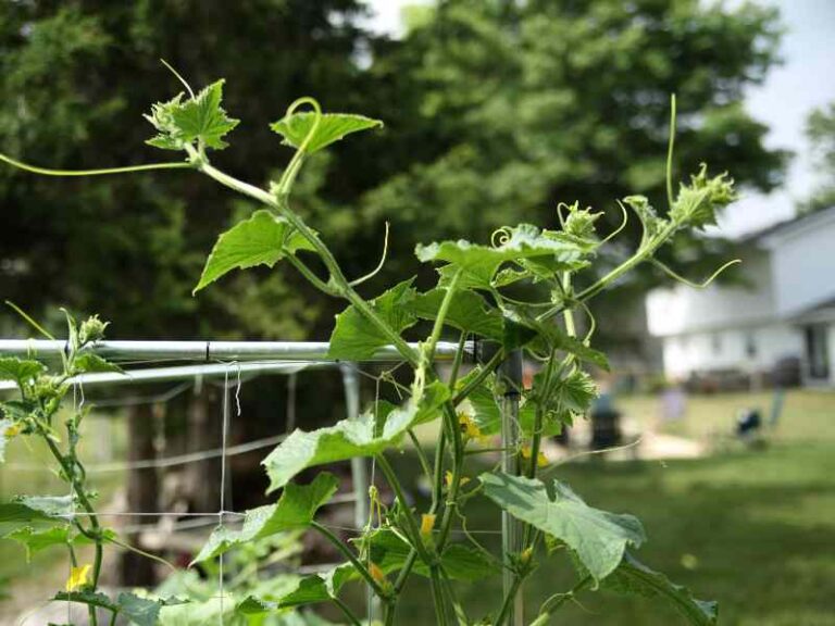 Cucumber Pests: How To Identify, Control, and Prevent