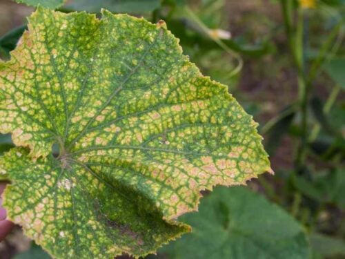 Cucumber Pests: How To Identify, Control, and Prevent