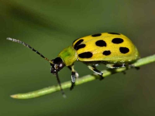 Cucumber Pests: How To Identify, Control, and Prevent