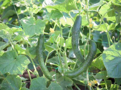 Cucumber Pests: How To Identify, Control, and Prevent