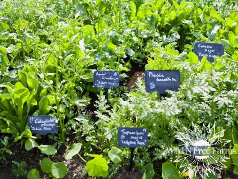 The Ultimate Guide To Planning The Perfect Medicinal Garden Layout