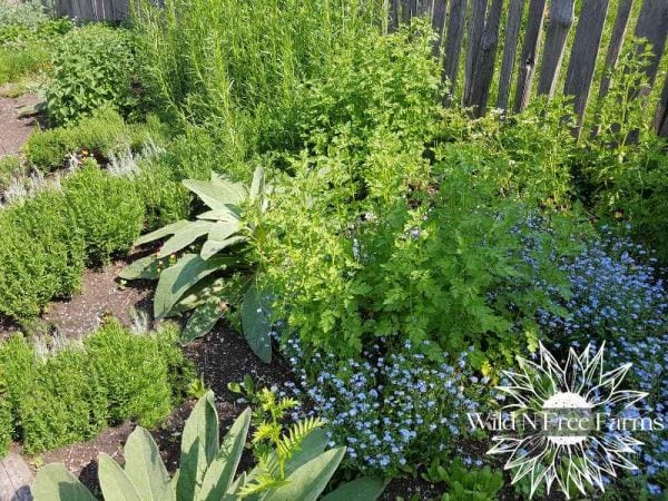 The Ultimate Guide To Planning The Perfect Medicinal Garden Layout