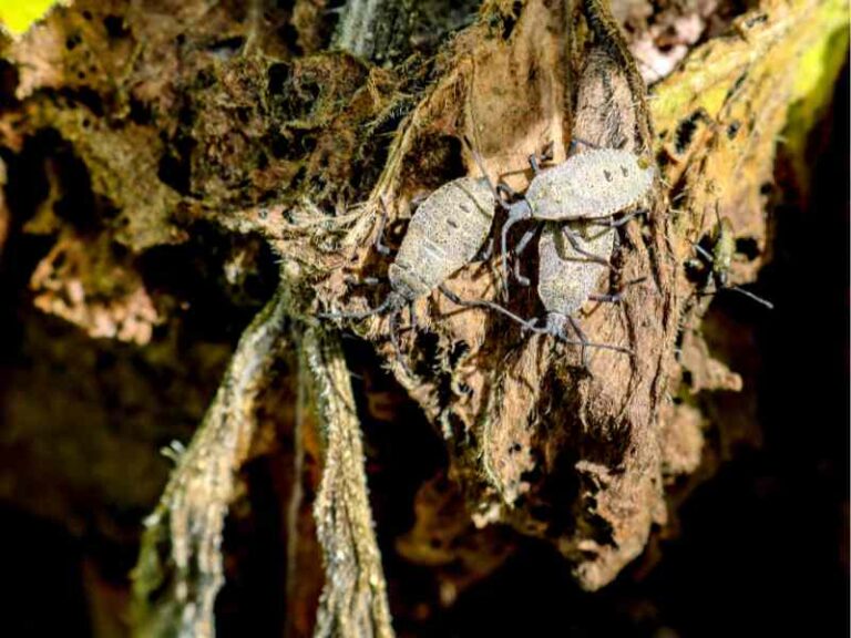 Cucumber Pests: How To Identify, Control, and Prevent