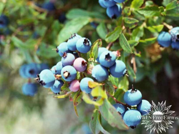 The Ultimate Guide to Blueberry Bush Planting and Care