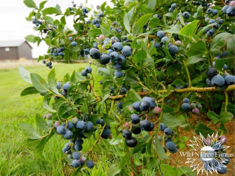 The Ultimate Guide to Blueberry Bush Planting and Care
