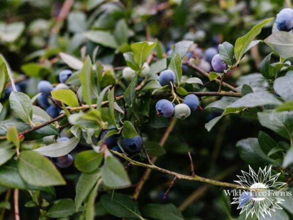 Blueberry Plant Varieties: The Best Types for Every Growing Zone