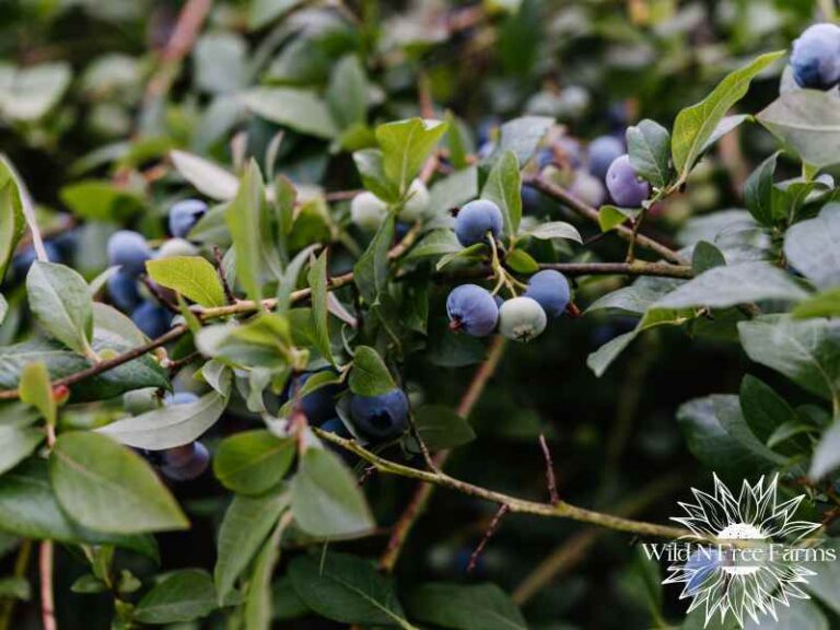 Blueberry Plant Varieties: The Best Types for Every Growing Zone