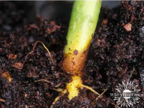 Damping Off in Seedlings: How to Identify, Prevent, and Cure This ...