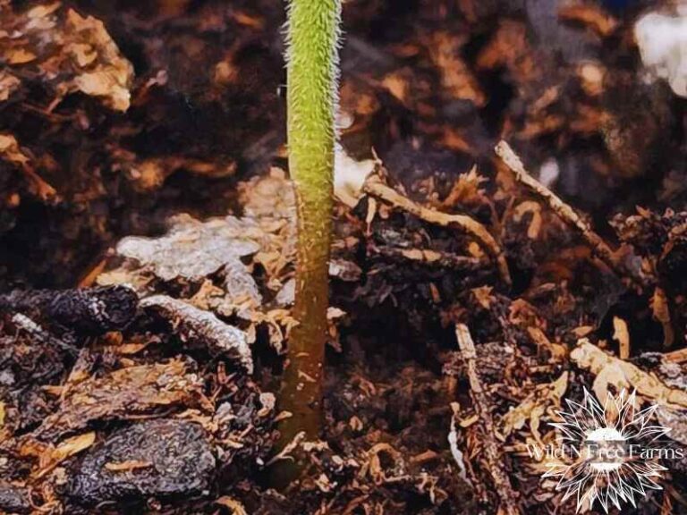 Damping Off in Seedlings: How to Identify, Prevent, and Cure This ...