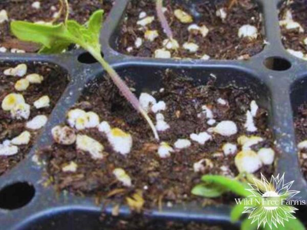 Damping Off in Seedlings: How to Identify, Prevent, and Cure This ...