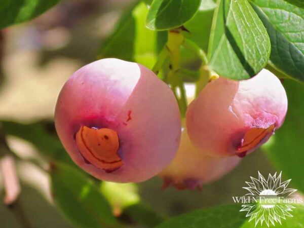 Blueberry Plant Varieties: The Best Types for Every Growing Zone