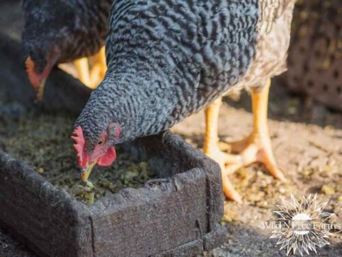 How to Use Wood Ash in the Chicken Coop (And Why You Should!)