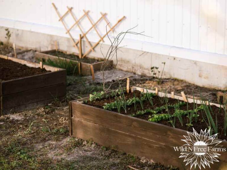 23 Low-Maintenance Homestead Garden Plants You Need To Add Immediately