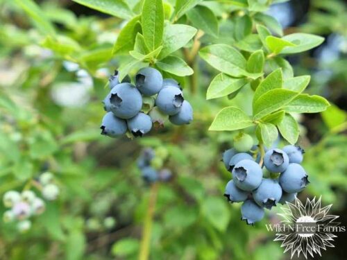 Growing Blueberries in Pots: A Comprehensive Guide