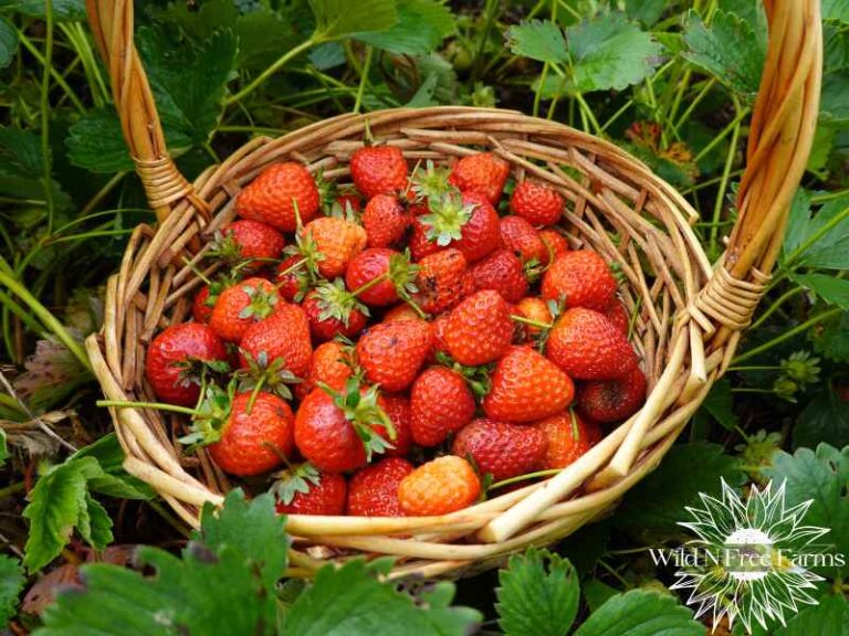 13 Best Types Of Strawberry Plants You Need To Be Growing