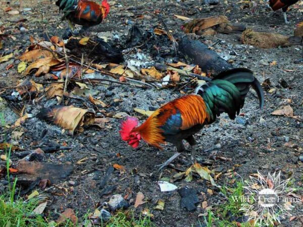 How to Use Wood Ash in the Chicken Coop (And Why You Should!)