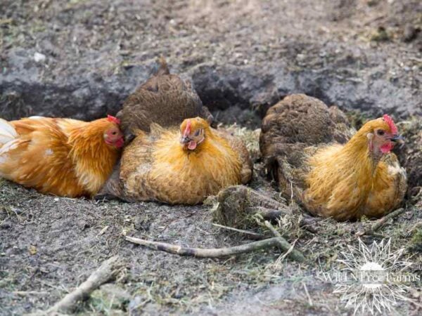 How to Use Wood Ash in the Chicken Coop (And Why You Should!)