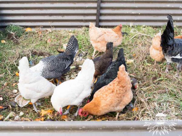 15 Best Crops to Grow For Chickens To Save Big On Feed