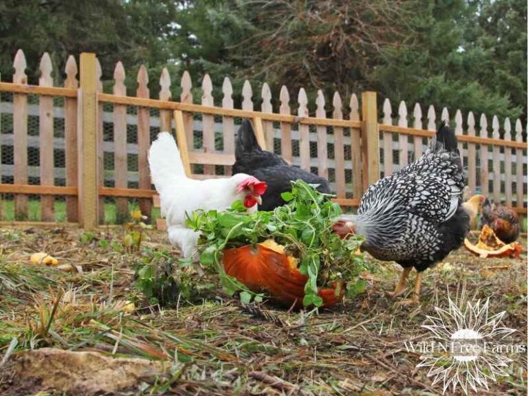 15 Best Crops to Grow For Chickens To Save Big On Feed