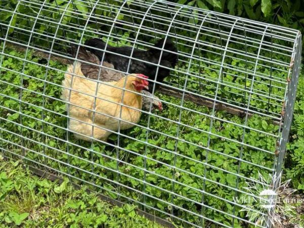 15 Best Crops to Grow For Chickens To Save Big On Feed